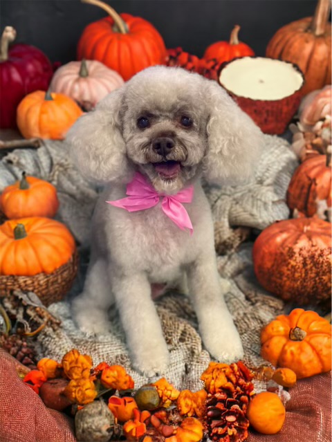 Letter to Pushkin - a letter from Your Mom to Dear Sweet Coco a.k.a ...