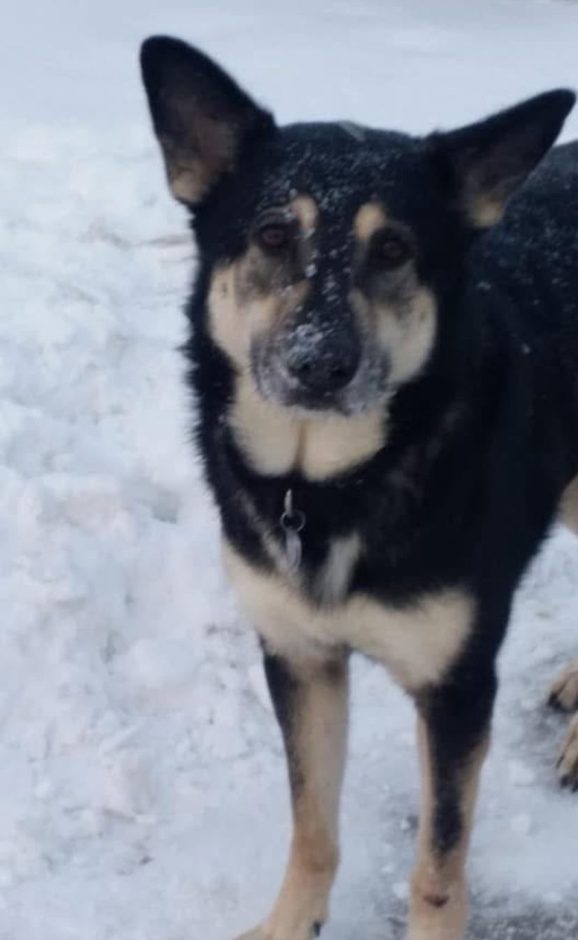 Letter to Pushkin - a letter from Leah to Toby