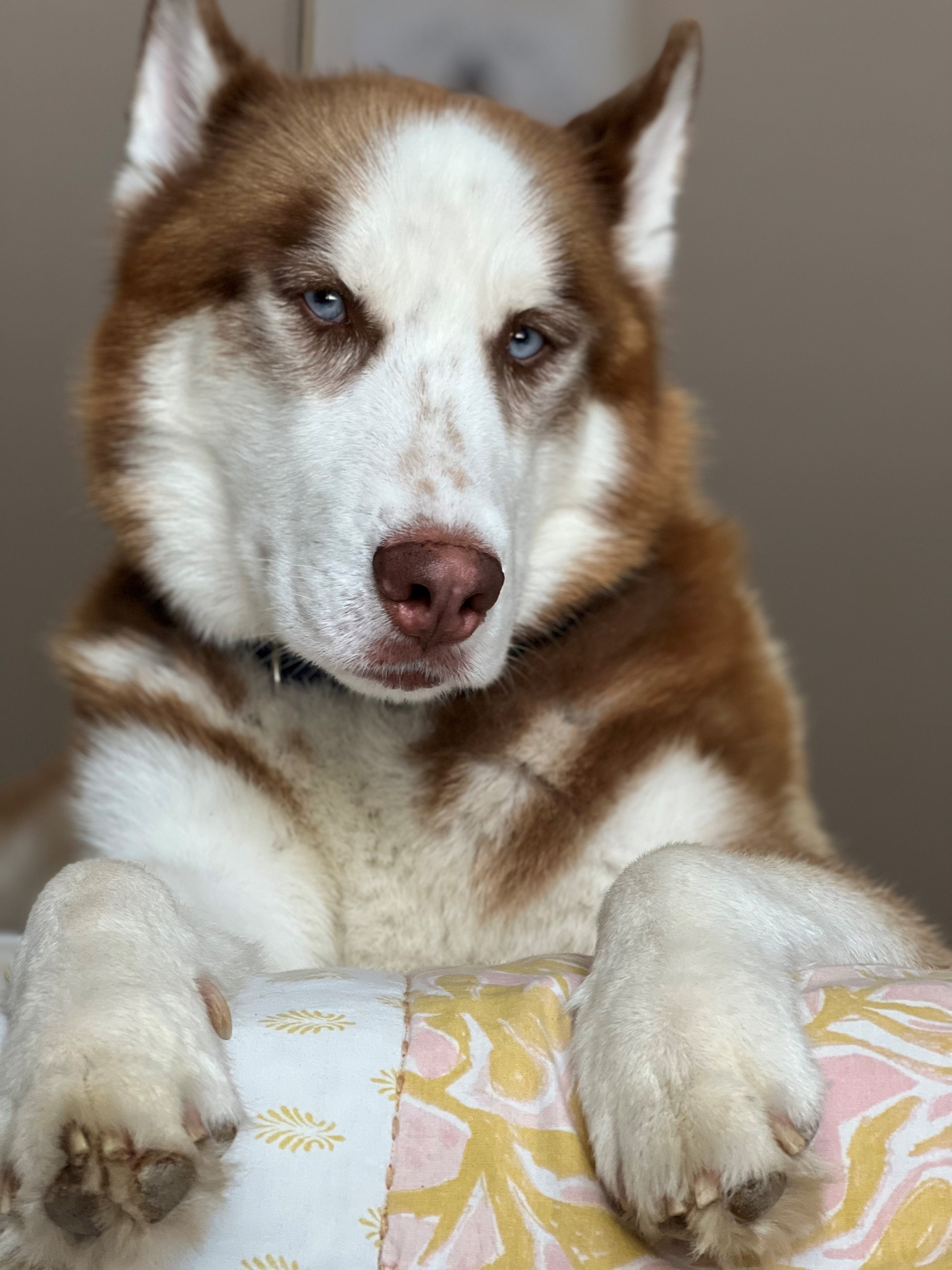 Letter to Pushkin - a letter from Cal Walker to Bodhie