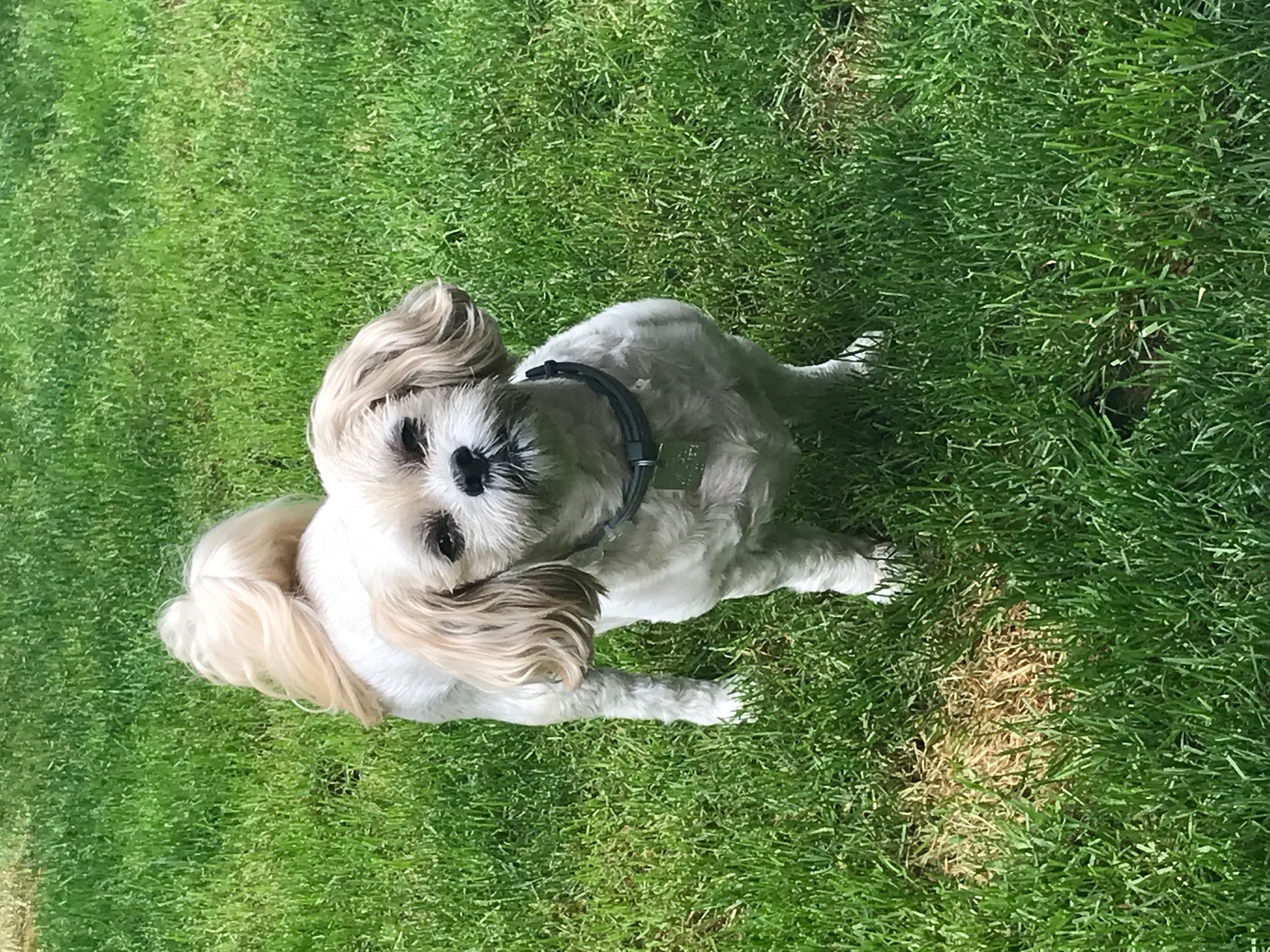 Letter to Pushkin - a letter from The Aponte Family to Chloe